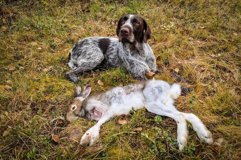 Allroundhunden Brunla og Valeria Lindvåg vant finalen på Vestfold 2 ... Allroundhunden Brunla og Valeria Lindvåg vant finalen på Vestfold 2 ...